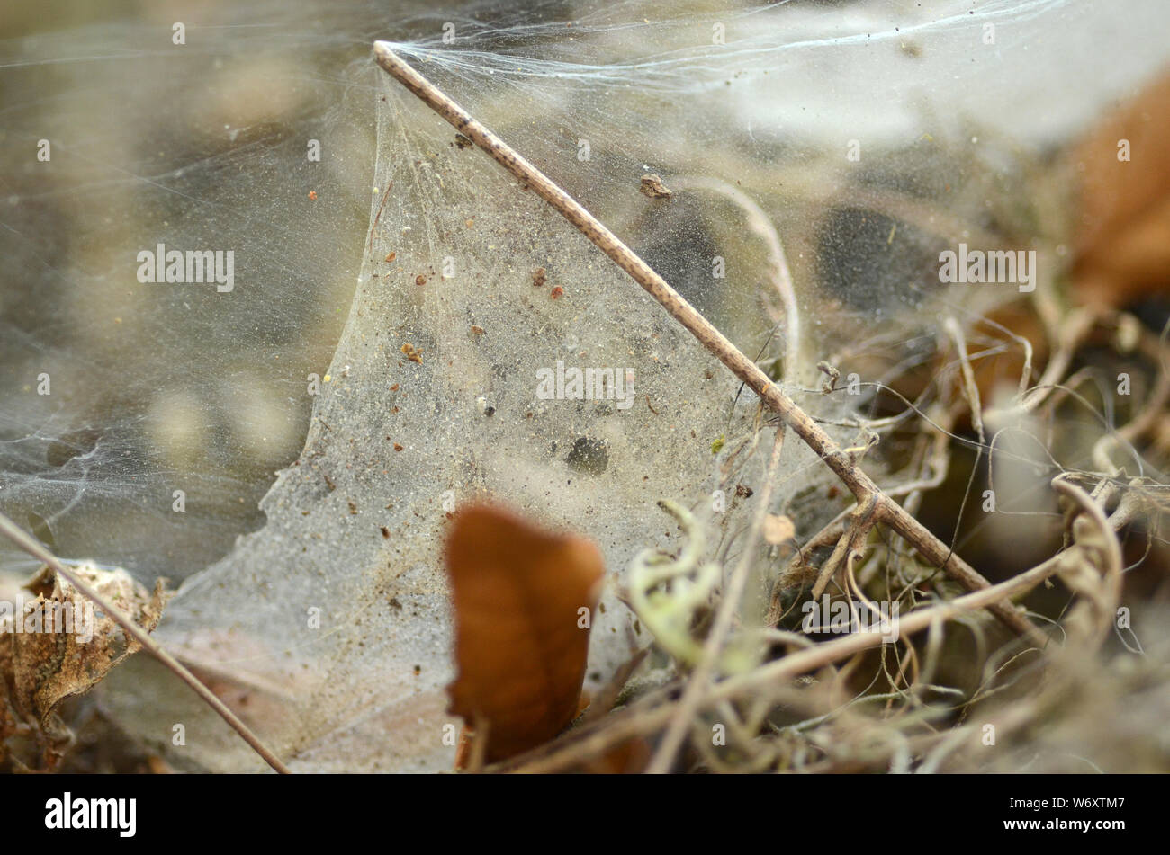 SILK: A detailed look at the craftily spun webs of a spider Stock Photo ...