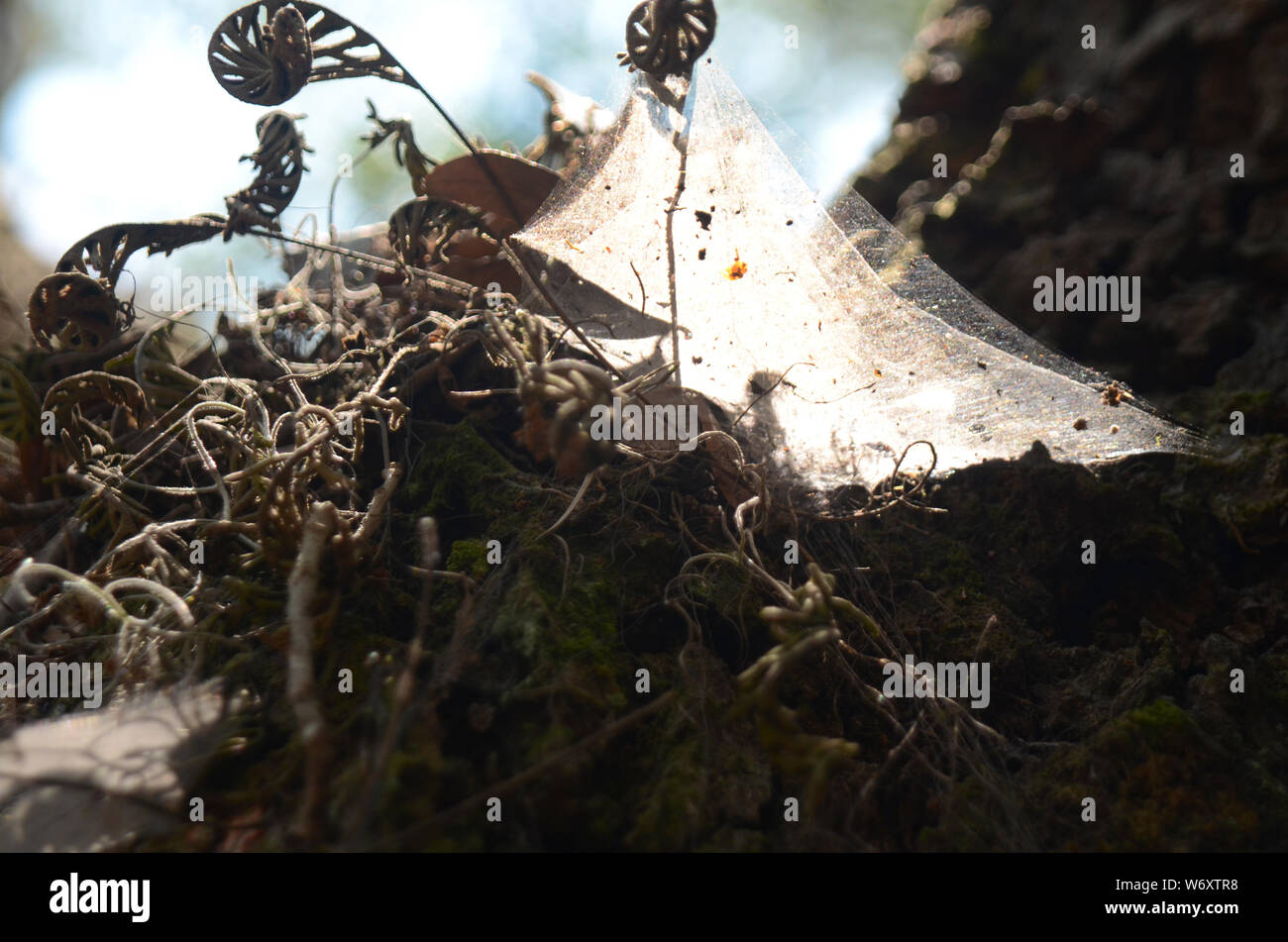 SILK: A detailed look at the craftily spun webs of a spider Stock Photo ...