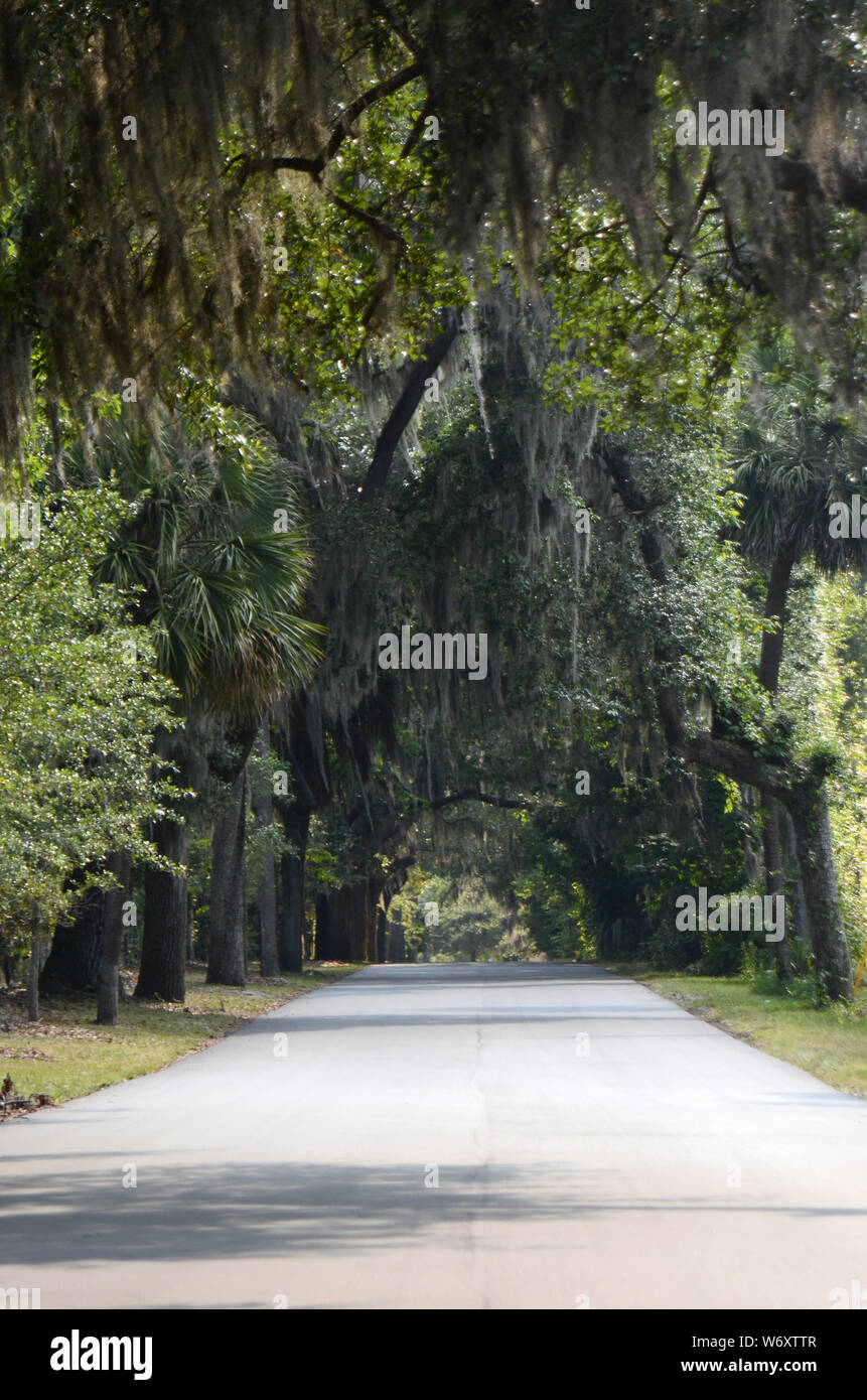 Weeping willow trees hi-res stock photography and images - Alamy