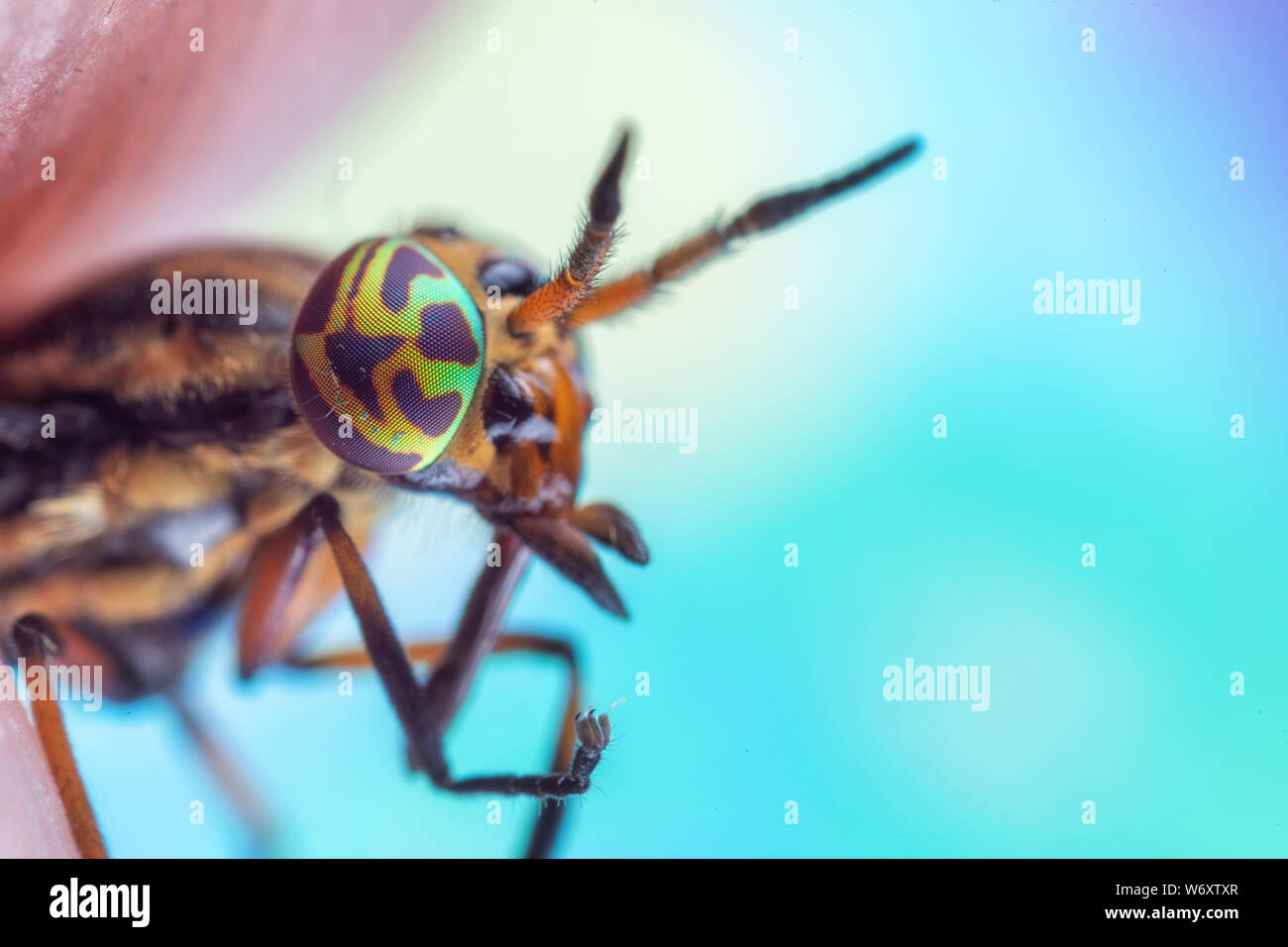 Macro photo of a deer fly with a bright blue background. The fly is ...