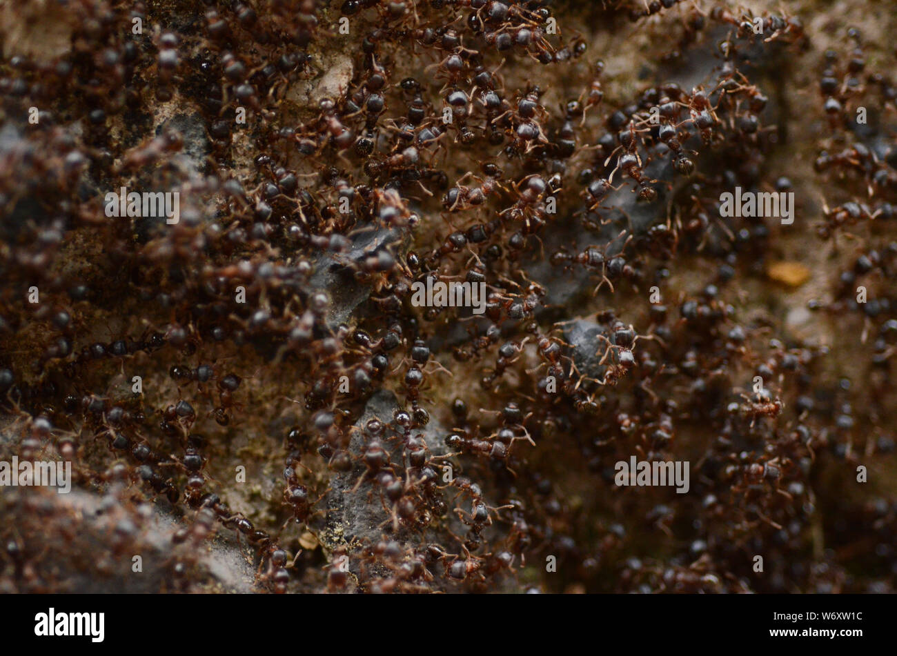 BATTLE: An epic war between two colonies of ants takes place on a ...