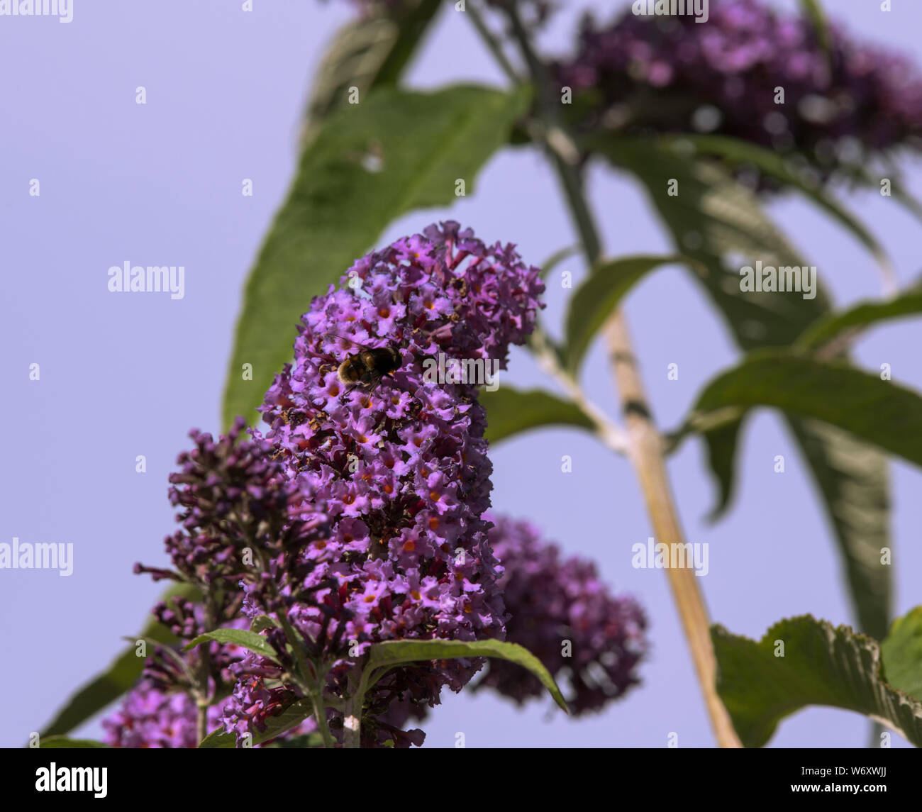 The buddleia flowering shrub is a magnet for all pollinators during the ...