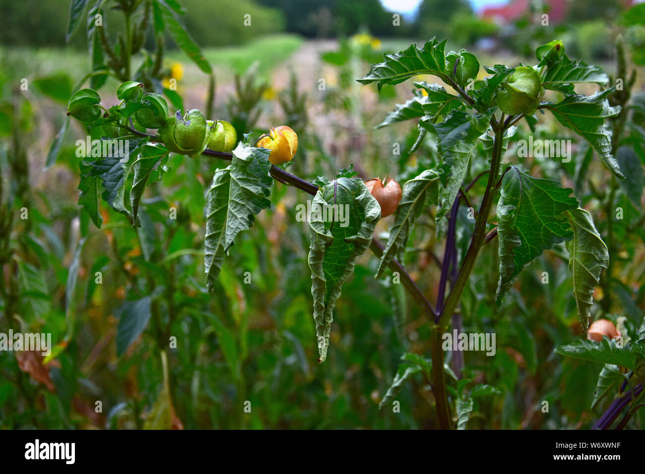 A physalis plant rolling up its leaves due to a long period without ...
