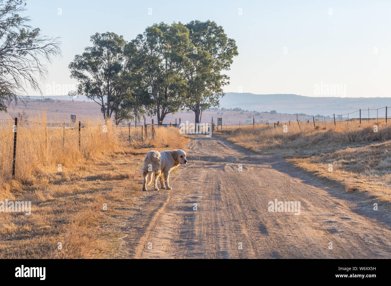 A large white dog stands alongside a dusty dirt farm road image with ...