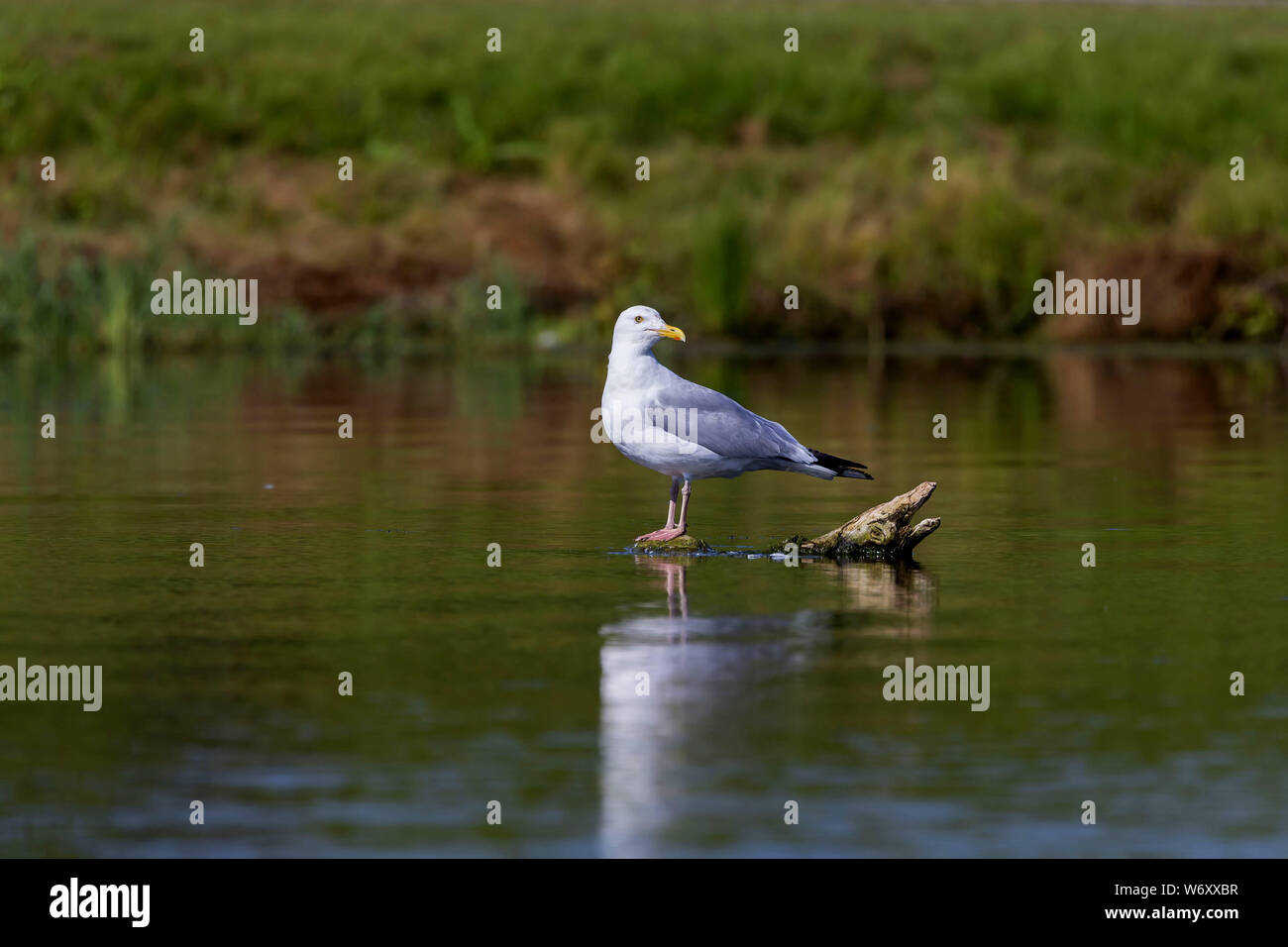 Seagull on a trunk hi-res stock photography and images - Alamy