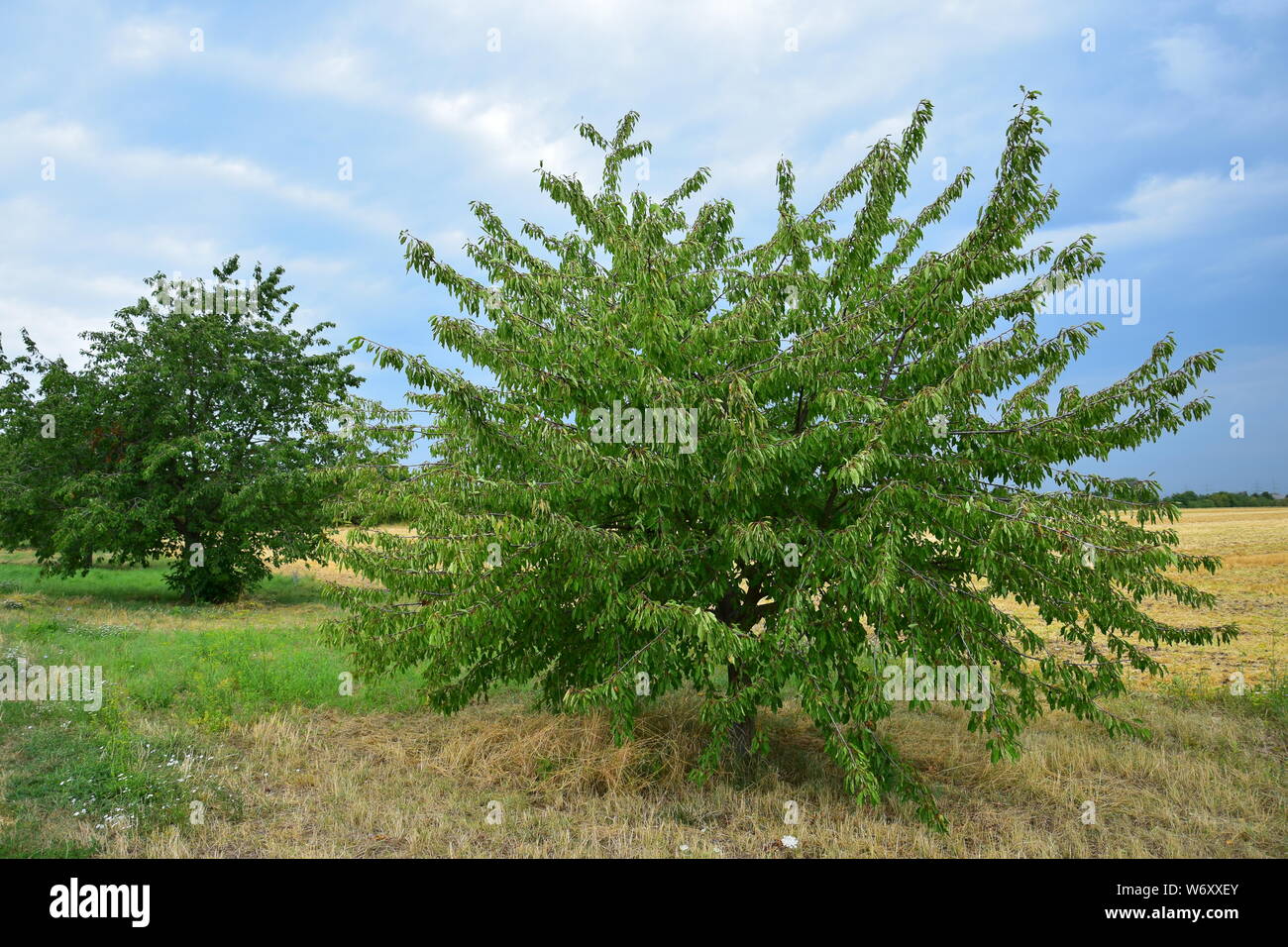 A cherry tree suffering from a long period without rain. The leaves are ...