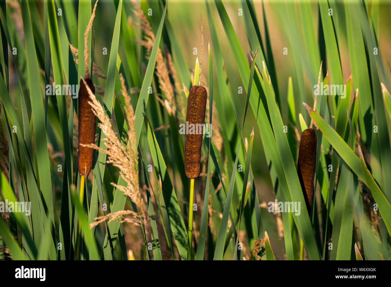 Broad-leaved cattail (Typha latifolia) is native flower in north ...