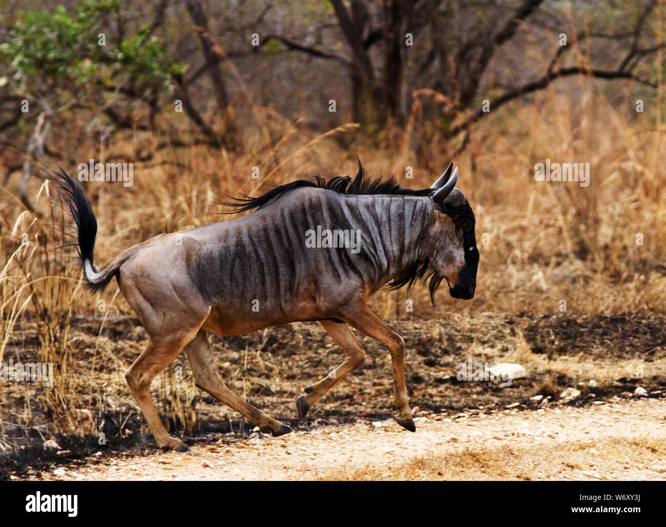 Wildebeest running male hi-res stock photography and images - Alamy