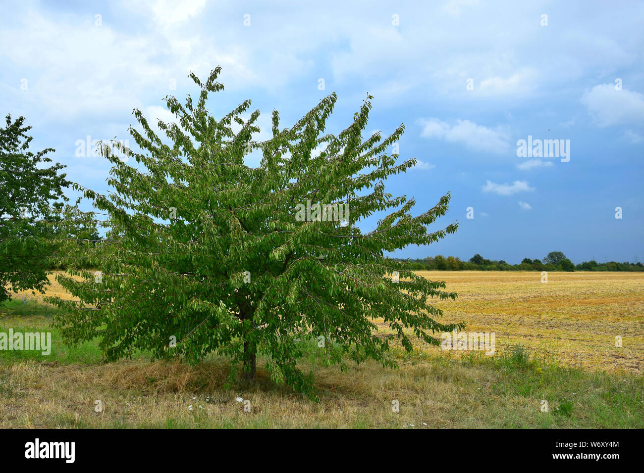 Rain cherry trees hi-res stock photography and images - Alamy