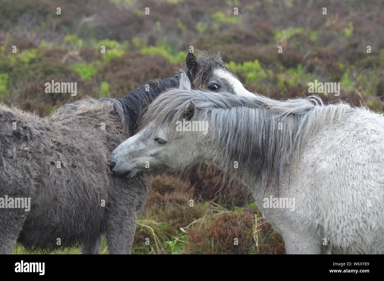 Ponies on Long Mynd Stock Photo - Alamy