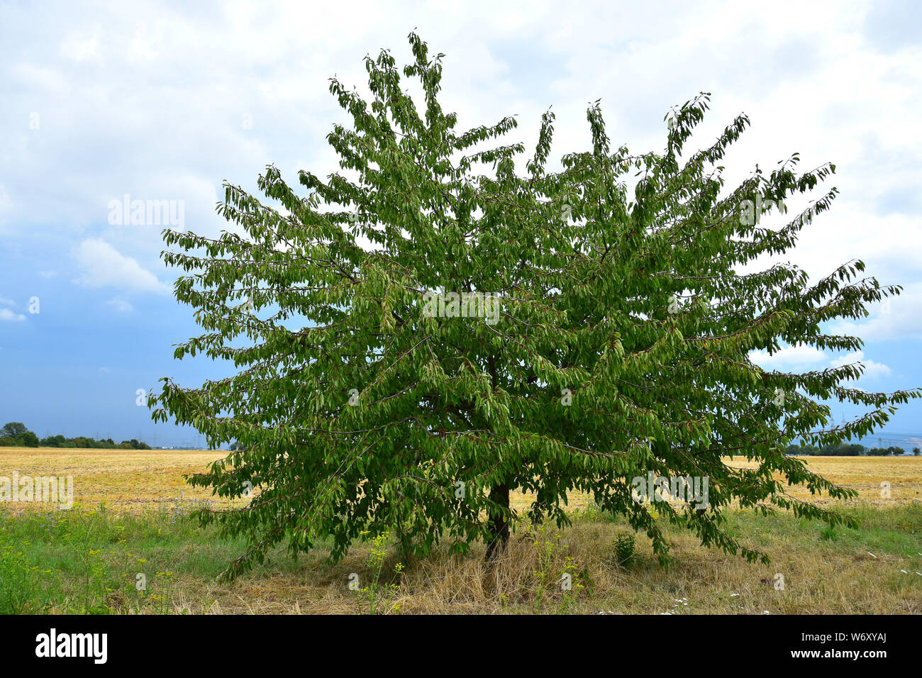 A cherry tree suffering from a long period without rain. The leaves are ...