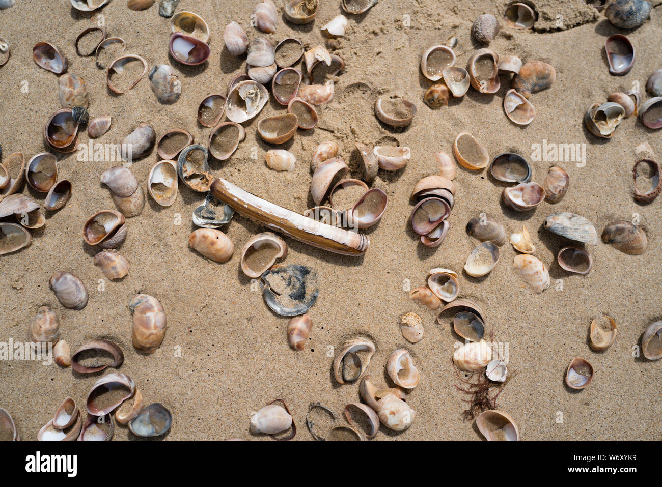 Seashells on the beach at Sandbanks Stock Photo - Alamy