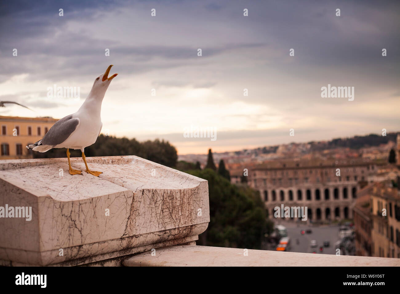 Sad seagull in rome hi-res stock photography and images - Alamy