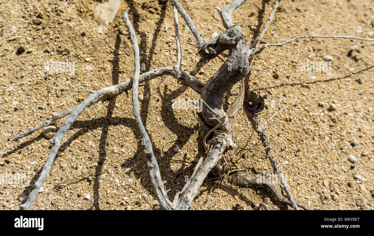 Dried roots hi-res stock photography and images - Alamy