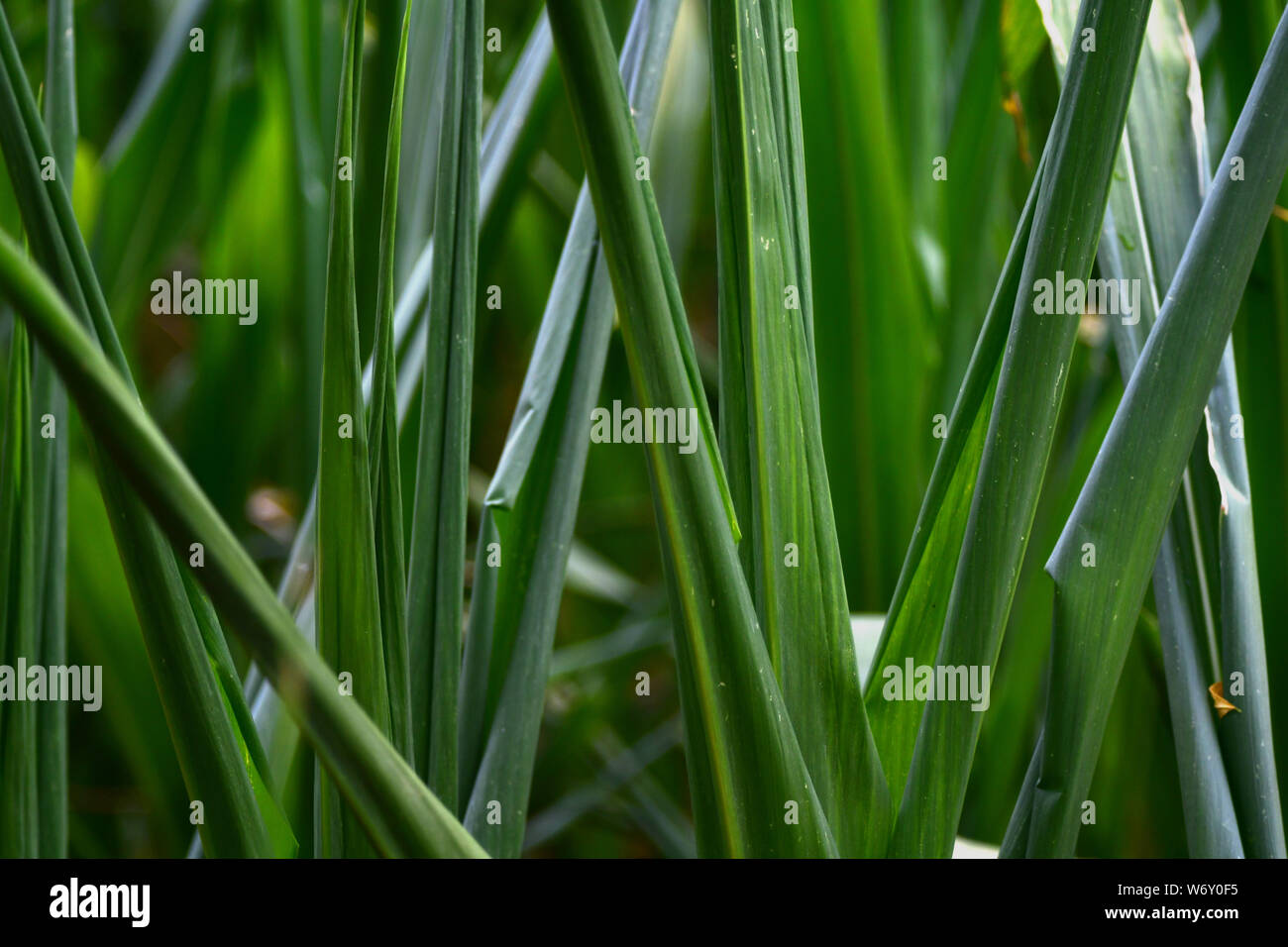 Corn plants are rolling their leaves up due to a long period without ...