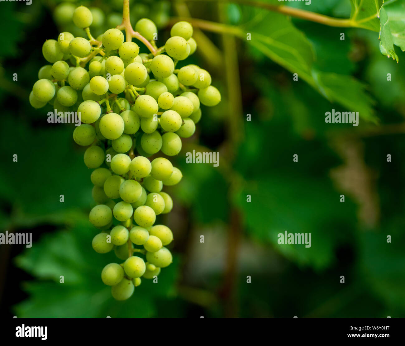 Wine grapes vitis vinifera hi-res stock photography and images - Alamy