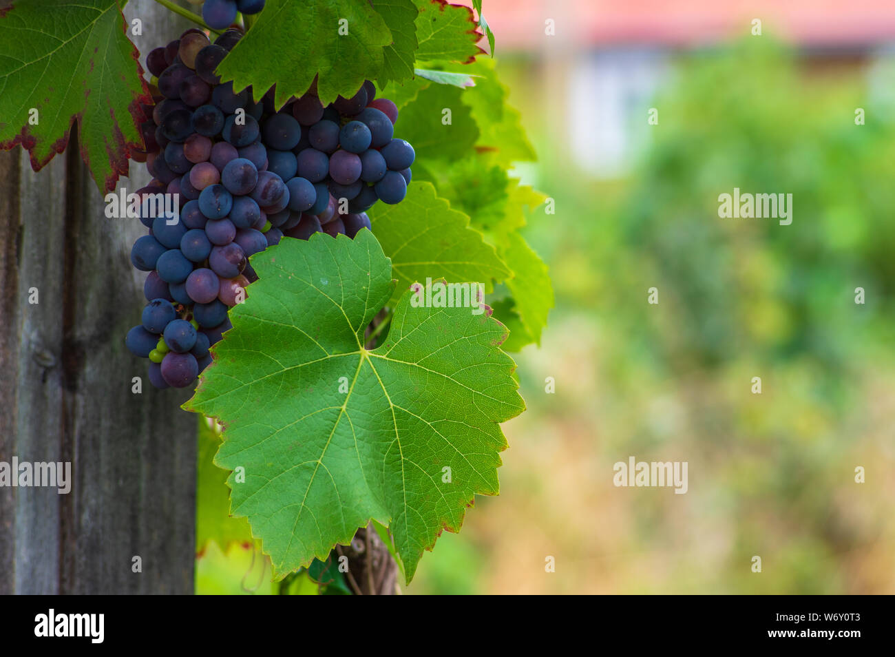 close-up berries and leaves of grape-vine growing in a garden, vine (Vitis vinifera ...