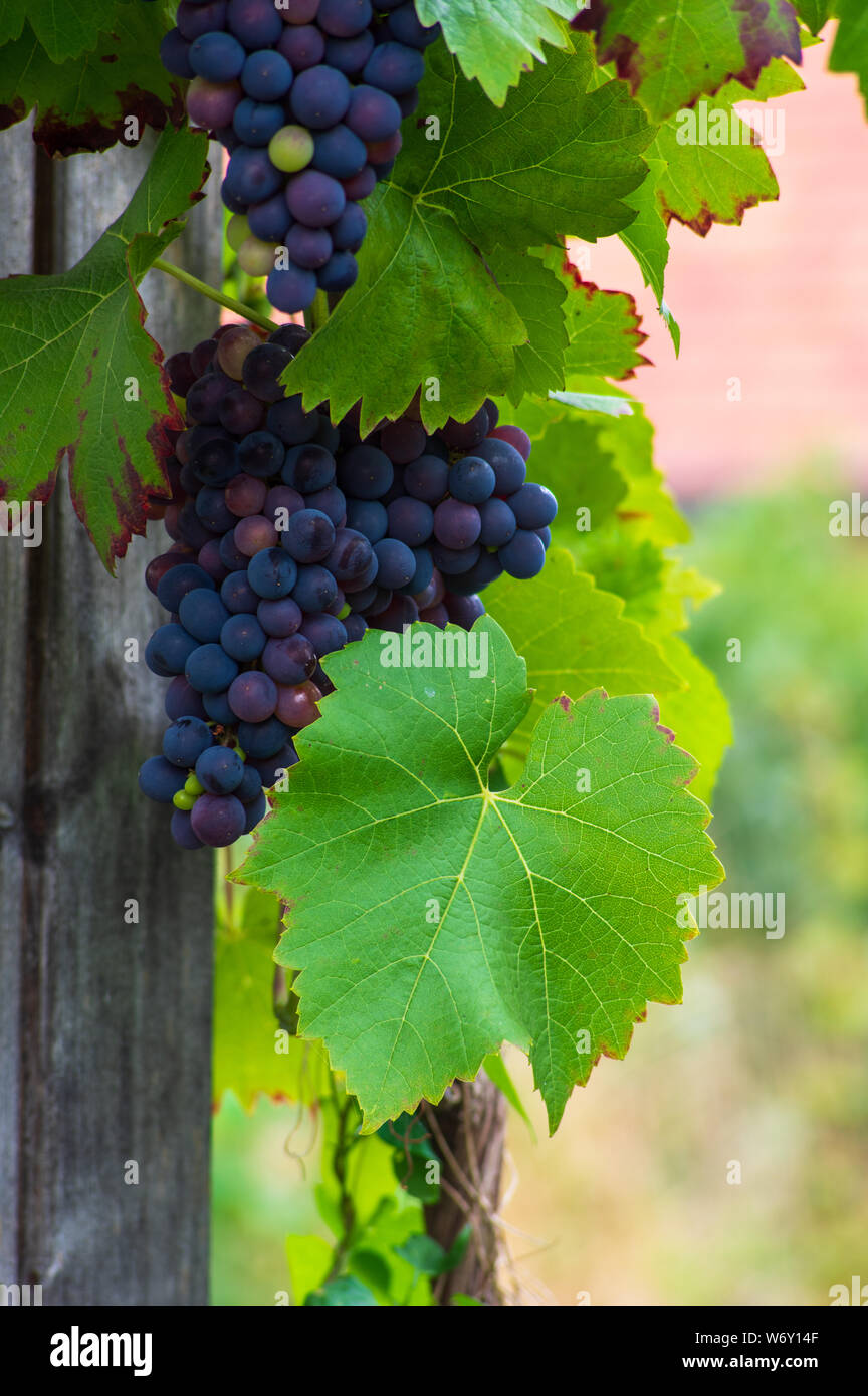 close-up berries and leaves of grape-vine growing in a garden, vine (Vitis vinifera ...
