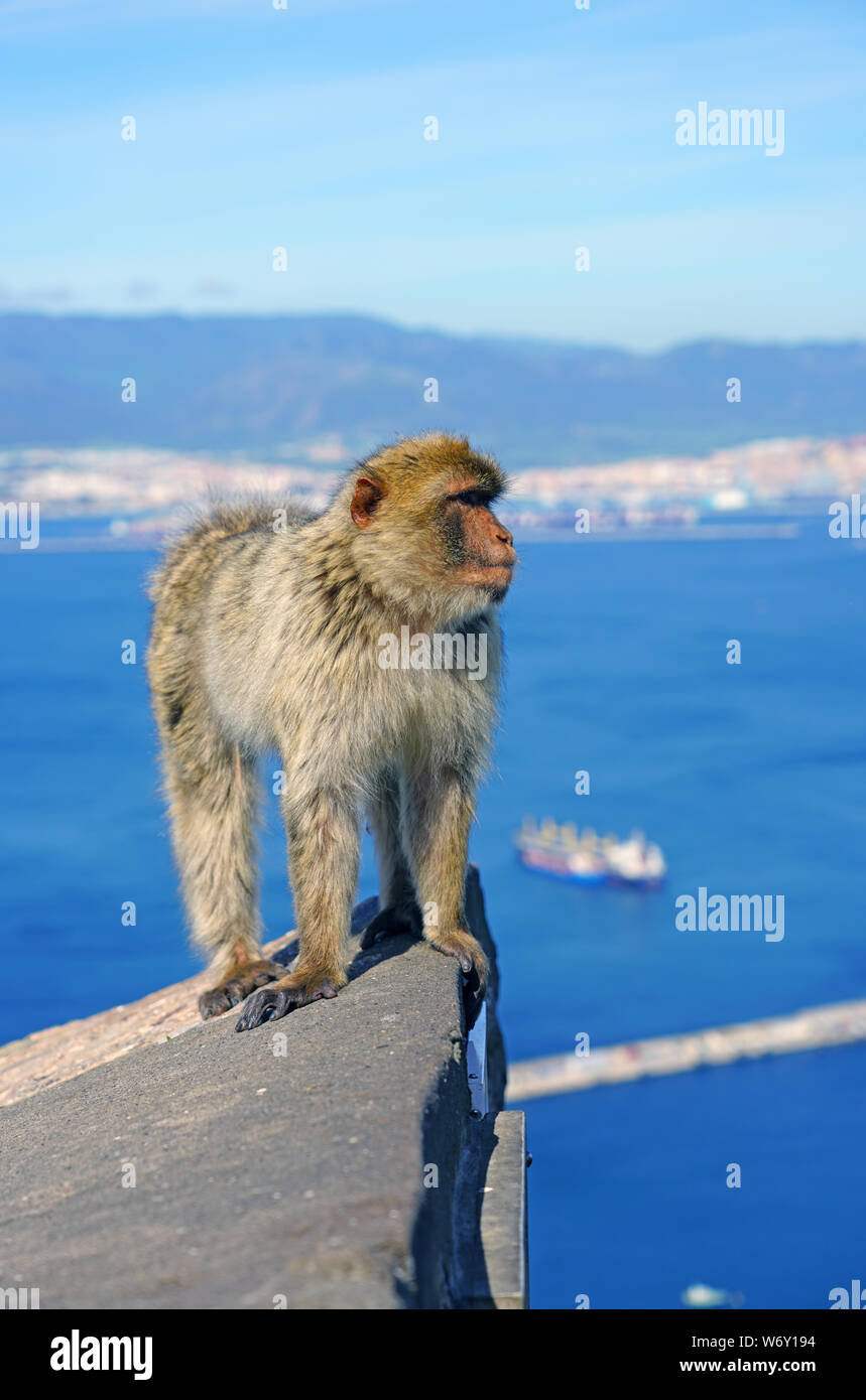 View of a wild Barbary Macaque monkey at the top of the Rock of ...