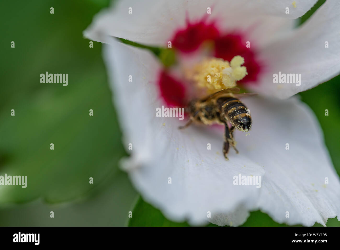 Collect botany hi-res stock photography and images - Alamy