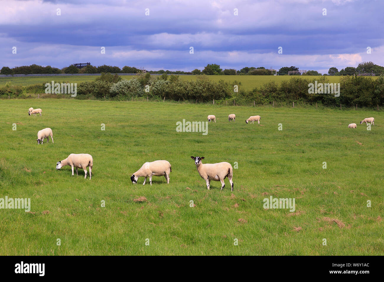 Black face sheep england hi-res stock photography and images - Alamy