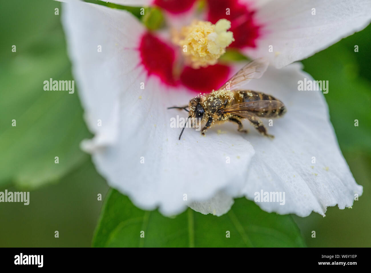 bees collect pollen in flowers Stock Photo - Alamy