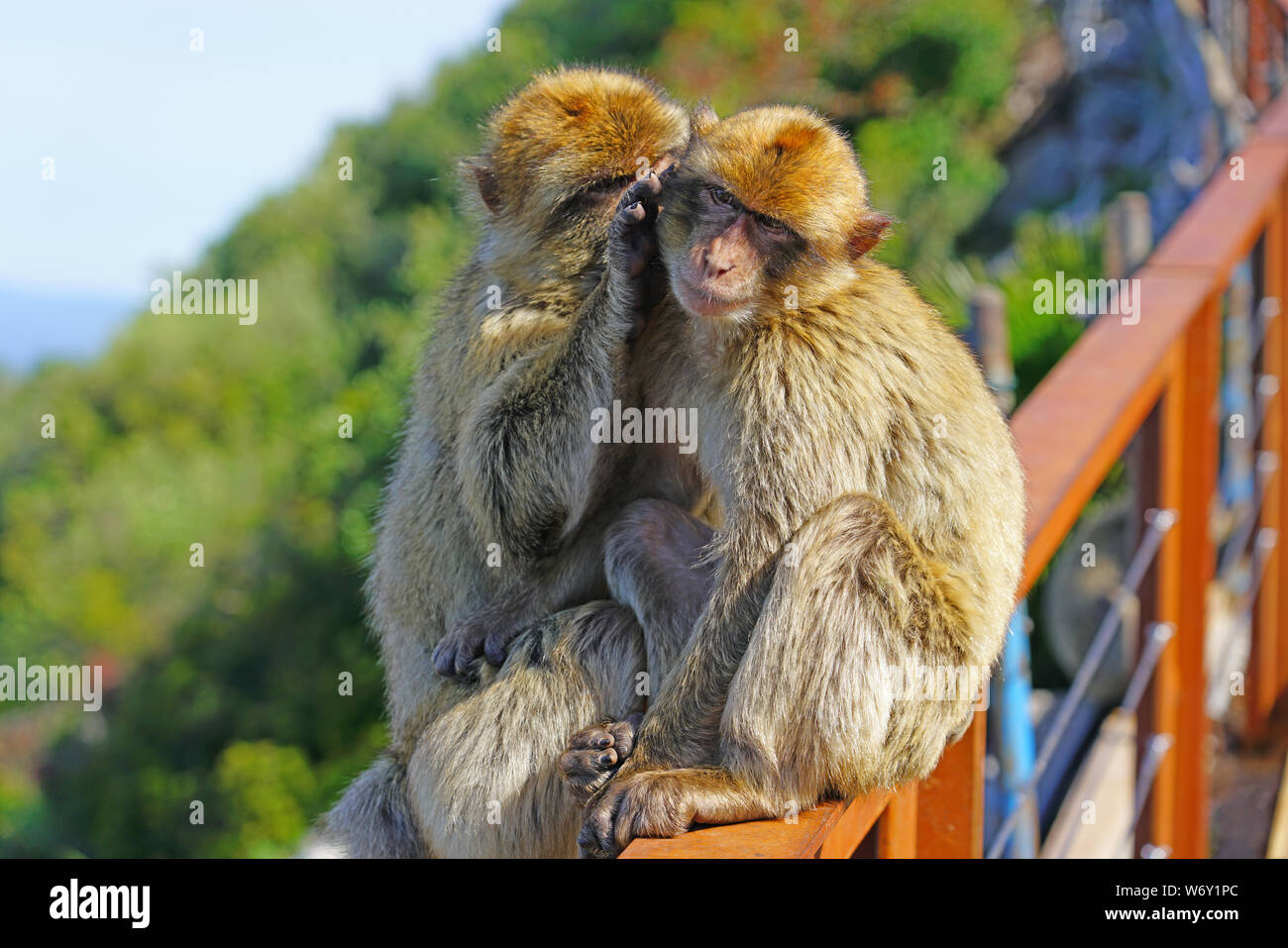 Two monkeys groom each other hi-res stock photography and images - Alamy
