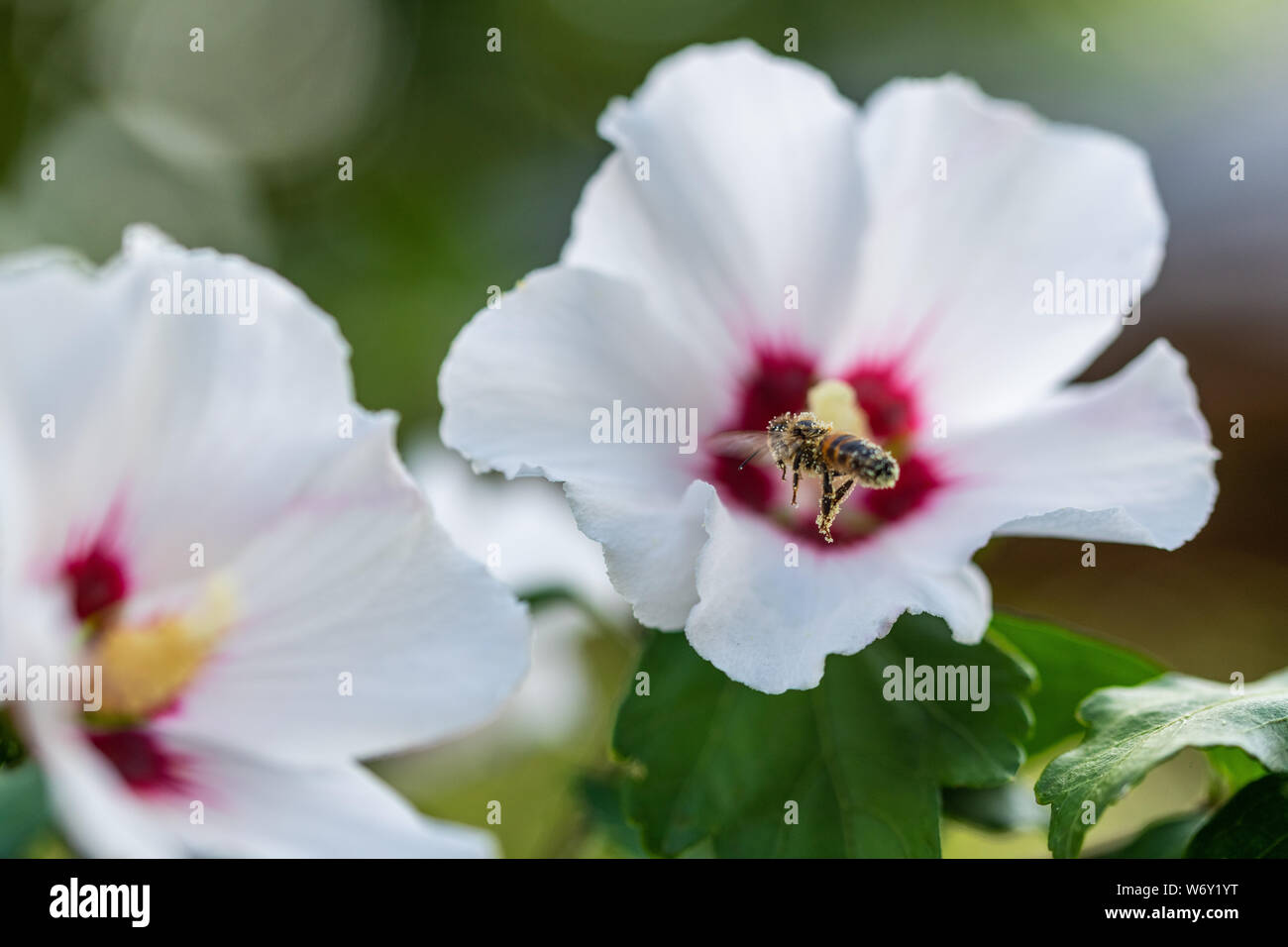 bees collect pollen in flowers Stock Photo - Alamy