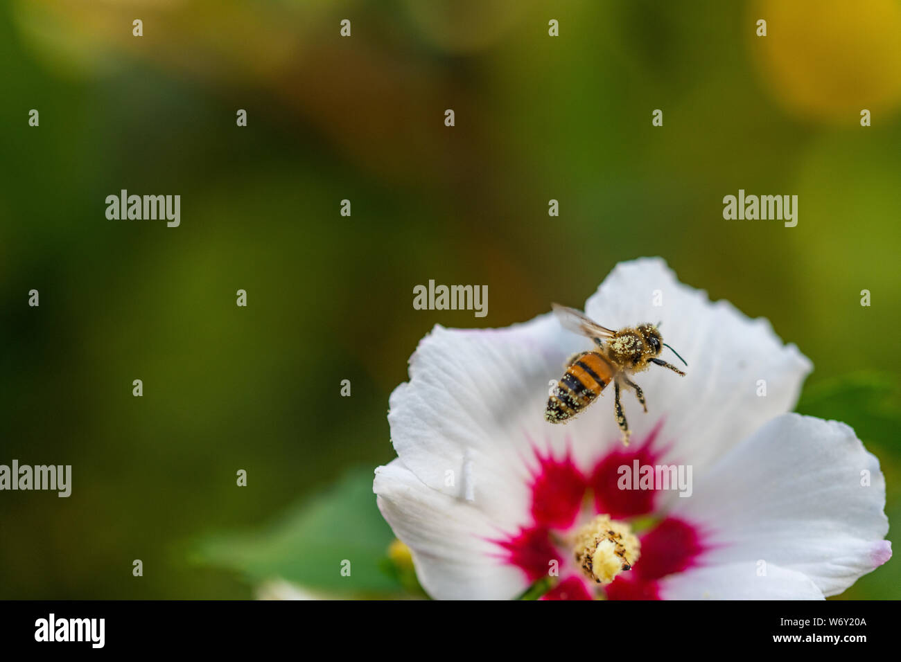 Bees collect pollen in flowers hi-res stock photography and images - Alamy