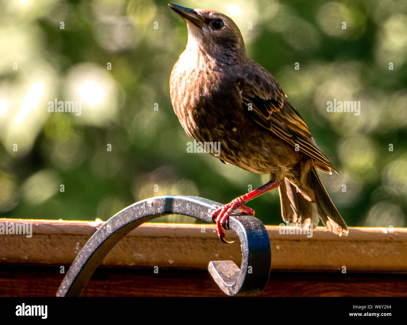 Leg bar hi-res stock photography and images - Alamy