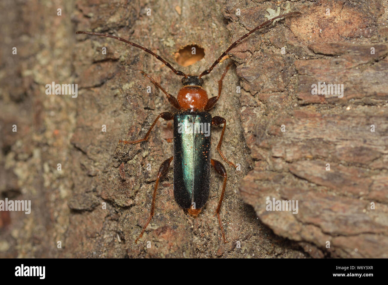 Callidiini hi-res stock photography and images - Alamy