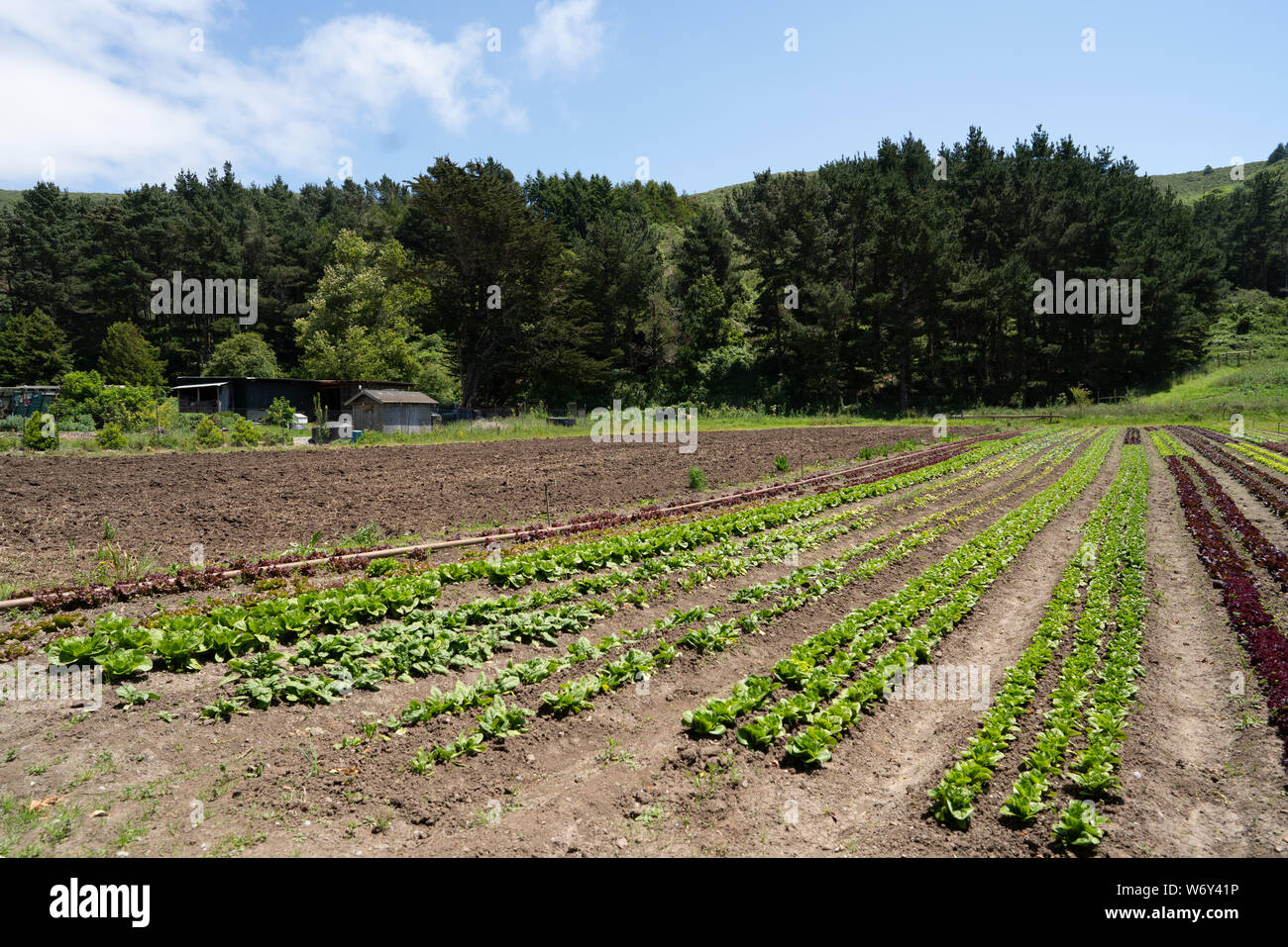 Rows of green and purple crops on a field with farmhouse Stock Photo ...