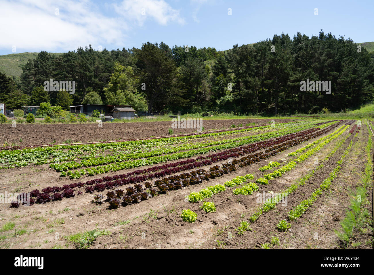 Crops on a field hi-res stock photography and images - Alamy