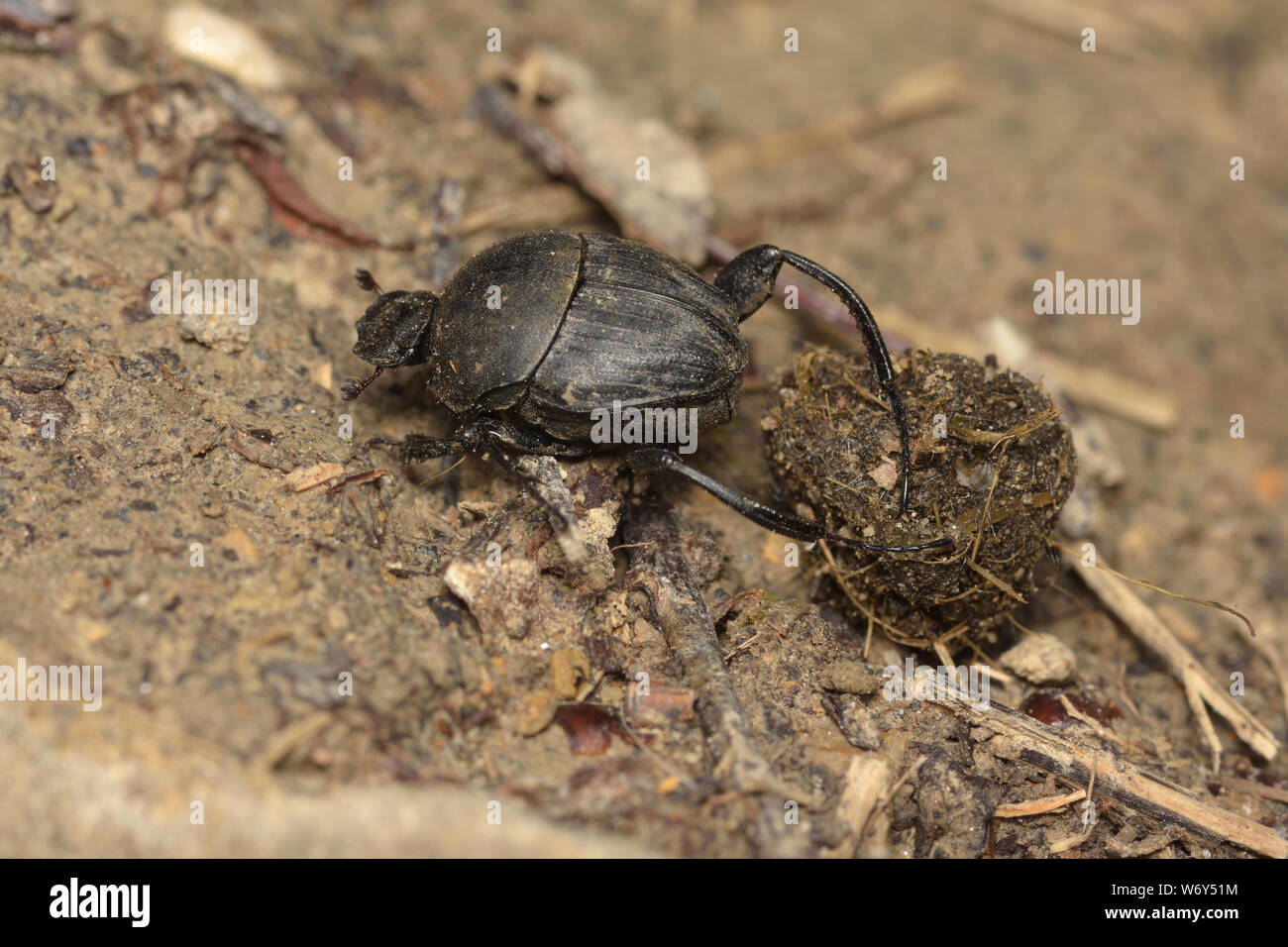 Schaeffers dung beetle hi-res stock photography and images - Alamy