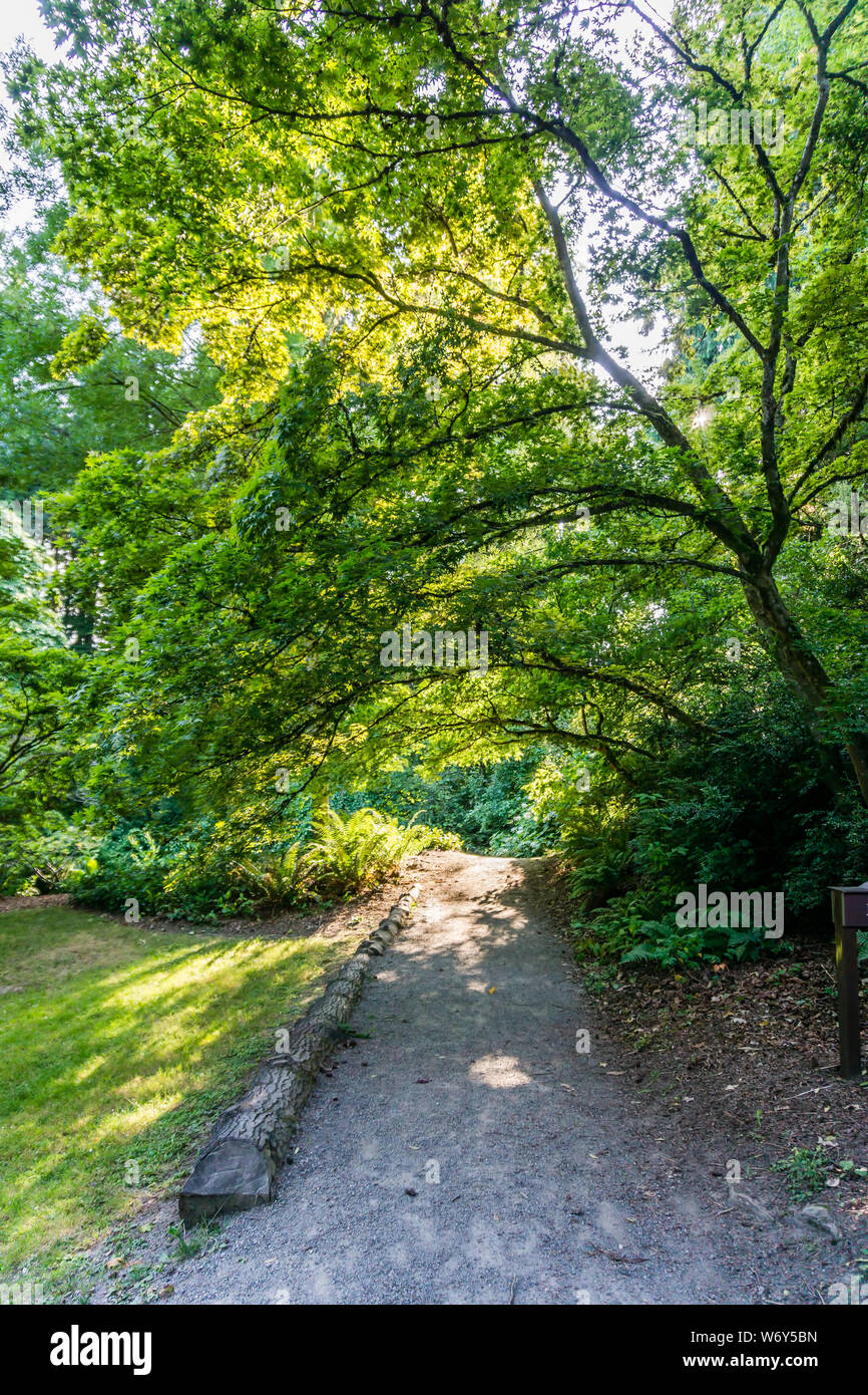 A view of a Japanese Maple tree at the Seattle Arboretum Stock Photo ...