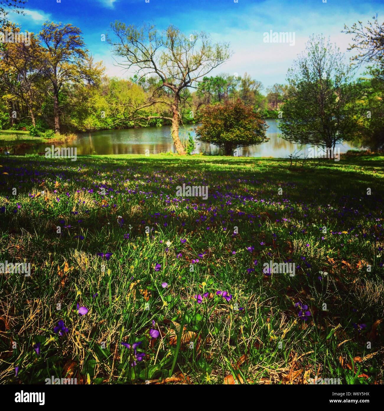 Lush backyard pond lined with trees Stock Photo - Alamy
