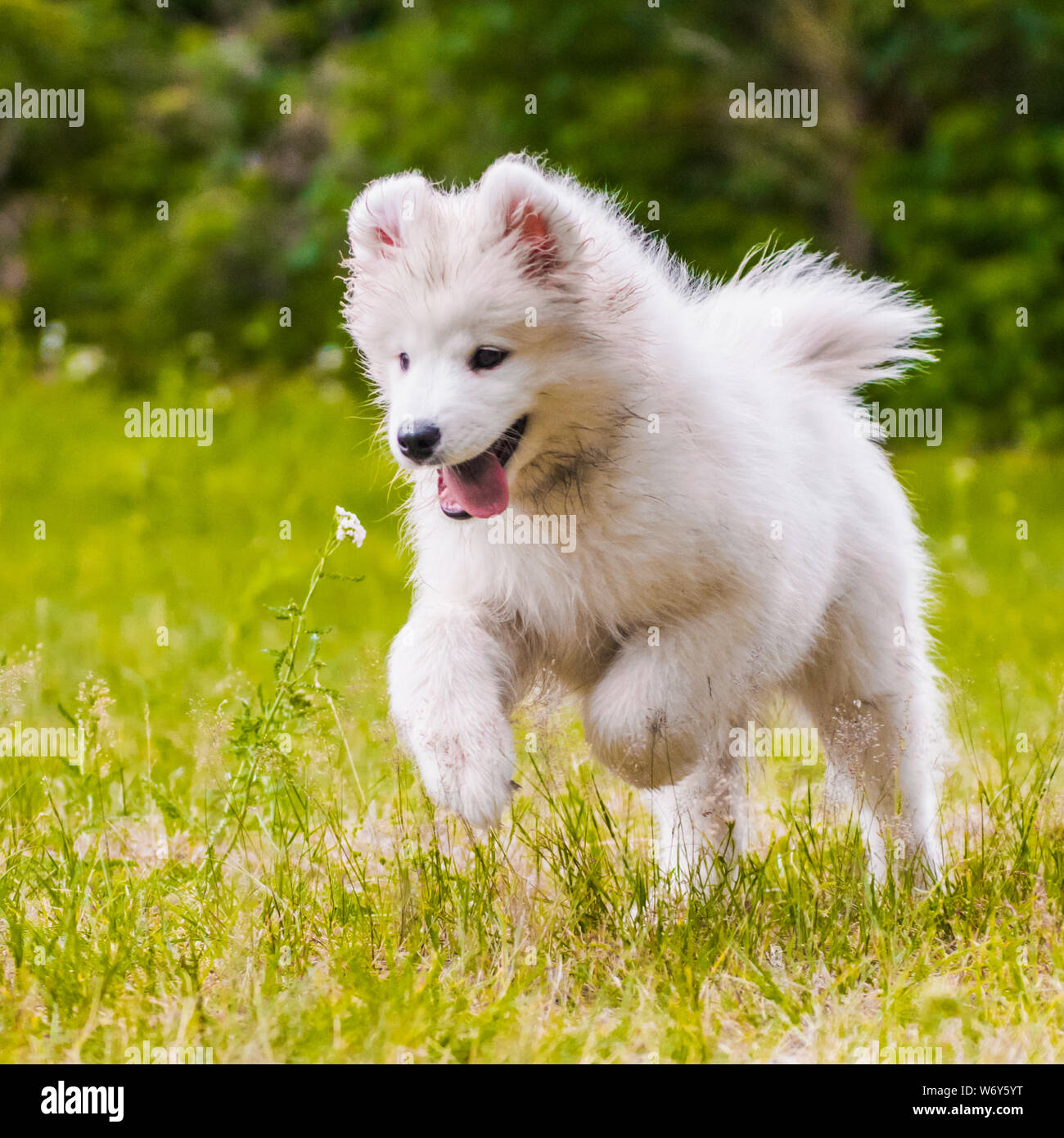 Samoyed puppy hi-res stock photography and images - Alamy