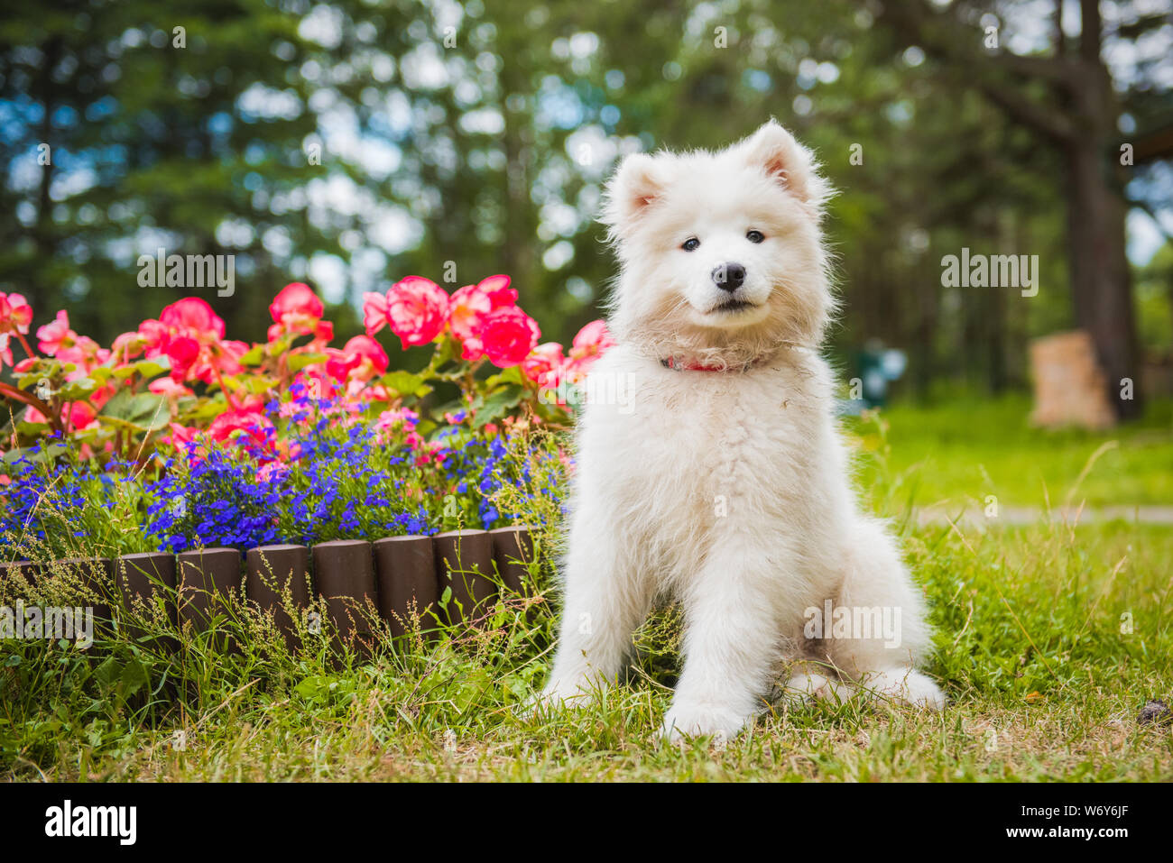 Funny Samoyed puppy dog in the garden on the green grass with flowers ...