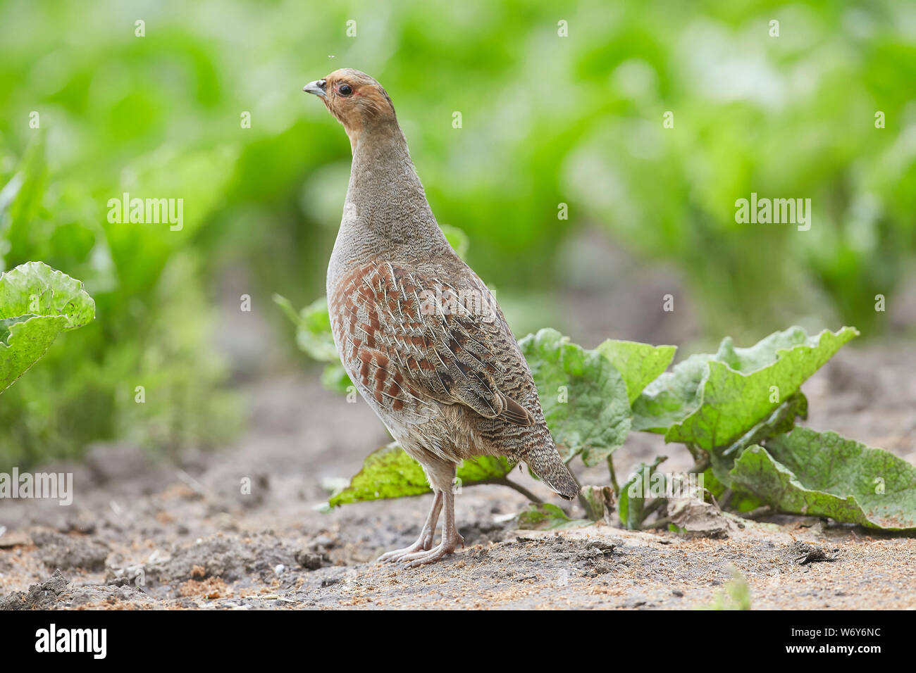 Partridge family hi-res stock photography and images - Alamy