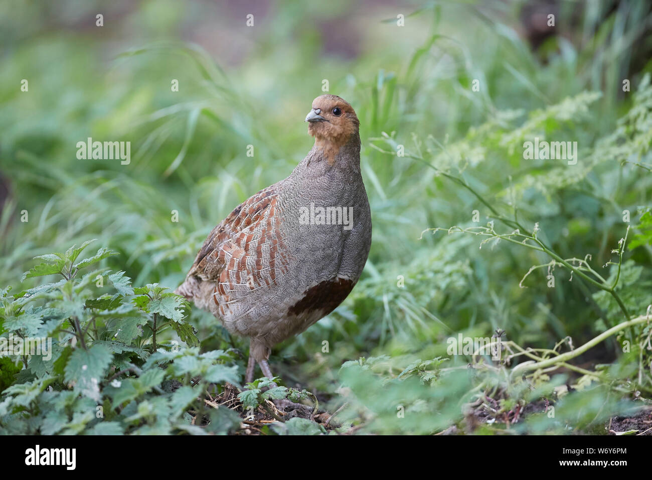 Grey Partridge, Perdix perdix on the edge of a field, East Yorkshire ...