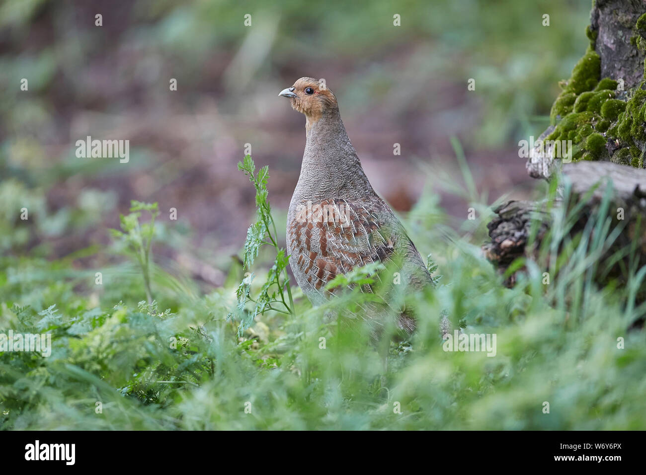 Grey Partridge, Perdix perdix on the edge of a field, East Yorkshire ...