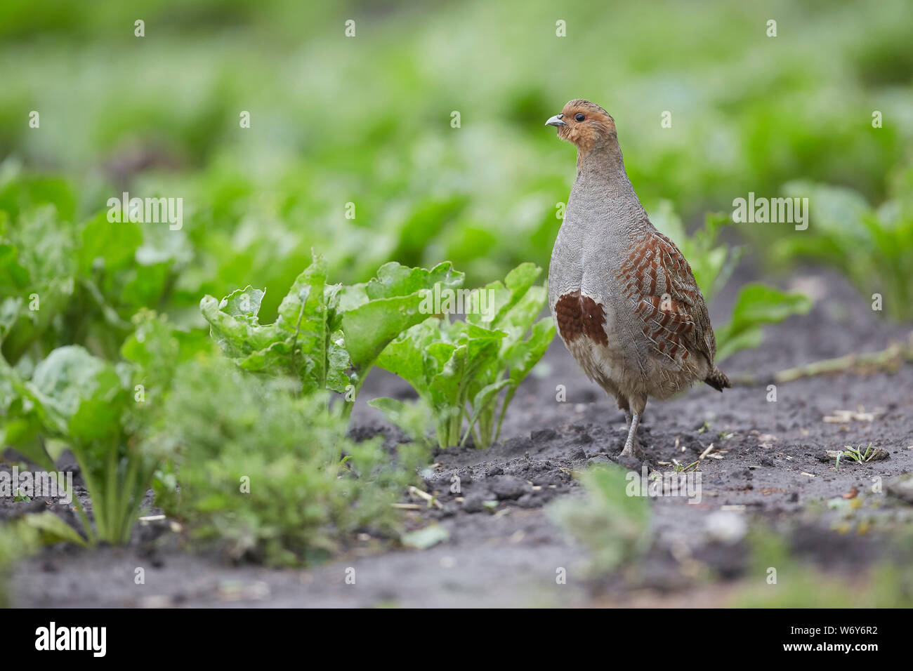 Grey Partridge, Perdix perdix in sugar beet, East Yorkshire, UK Stock ...