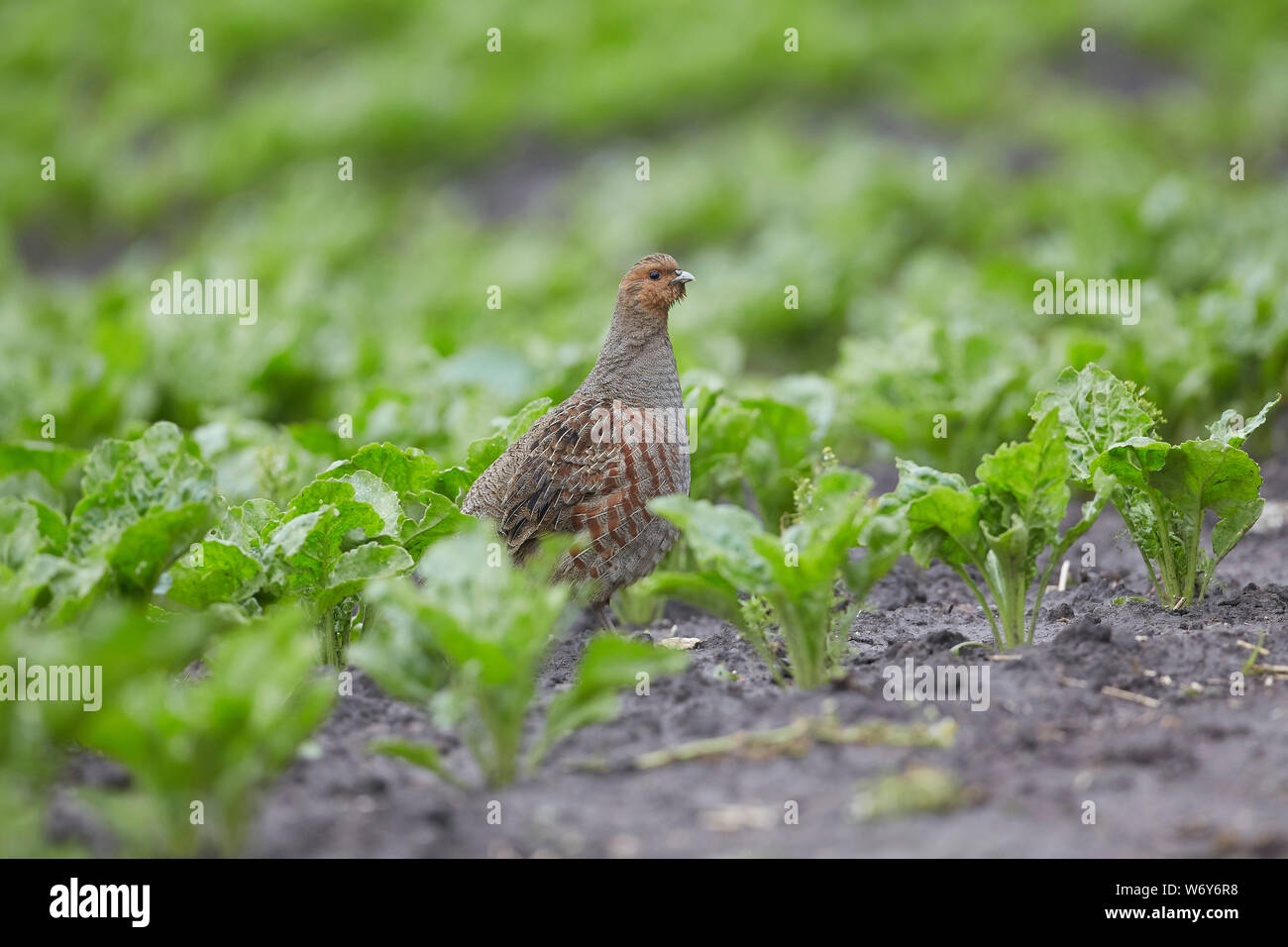 Grey Partridge, Perdix perdix in sugar beet, East Yorkshire, UK Stock ...