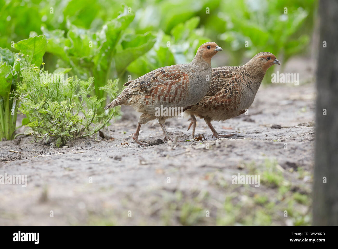Grey partridge uk pair hi-res stock photography and images - Alamy