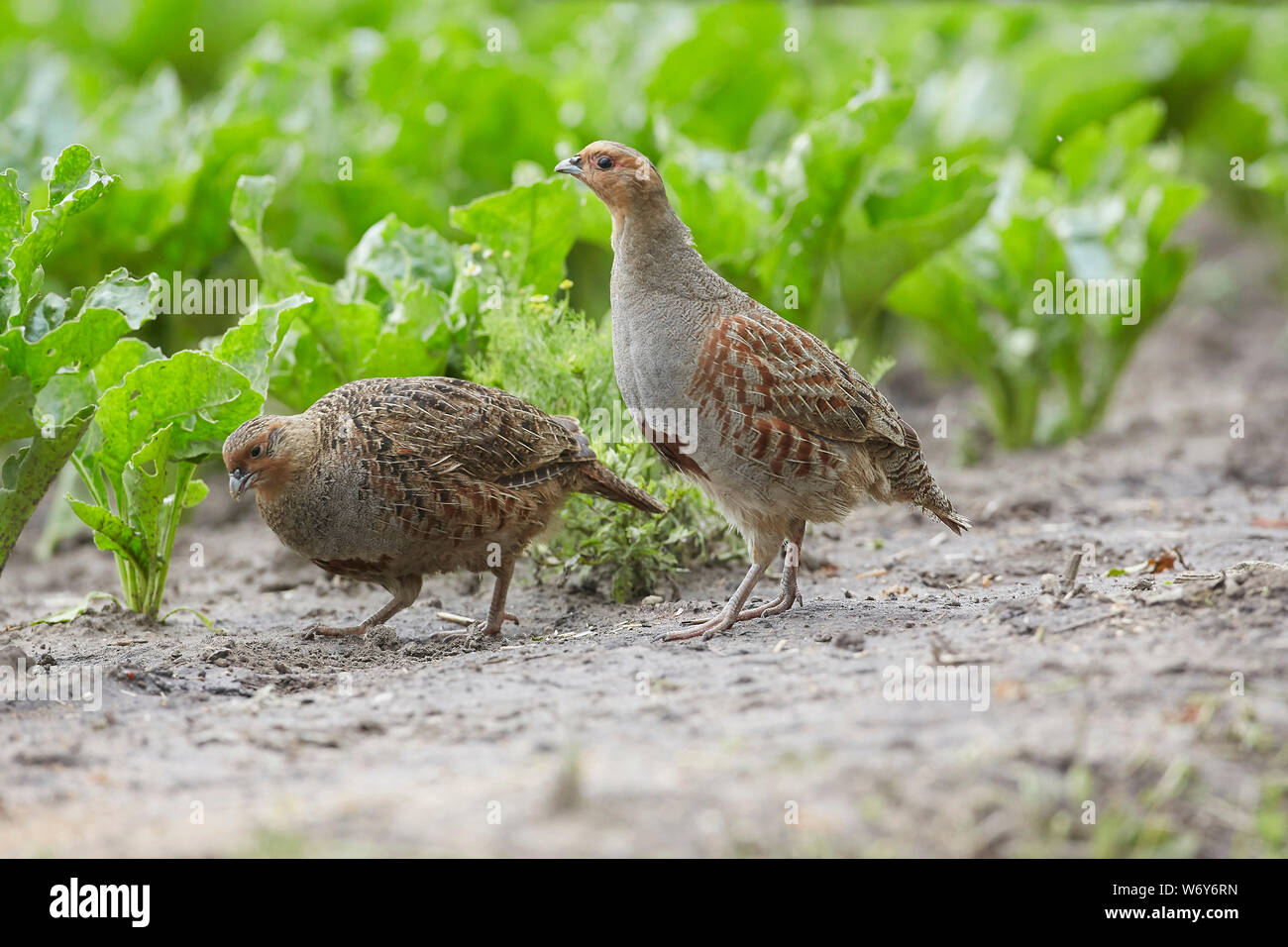 English Partridges High Resolution Stock Photography and Images - Alamy