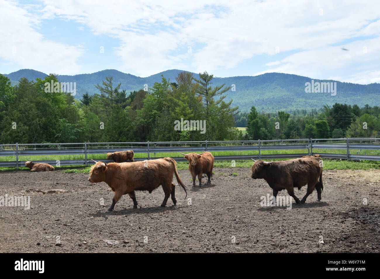 Farm Animals in the Summer Sun in Upstate, New York Stock Photo - Alamy