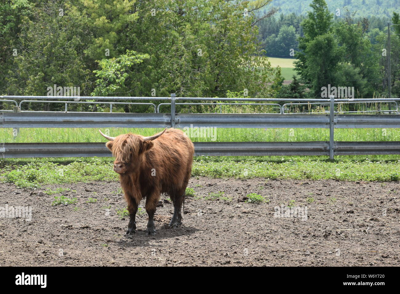 Farm Animals in the Summer Sun in Upstate, New York Stock Photo - Alamy