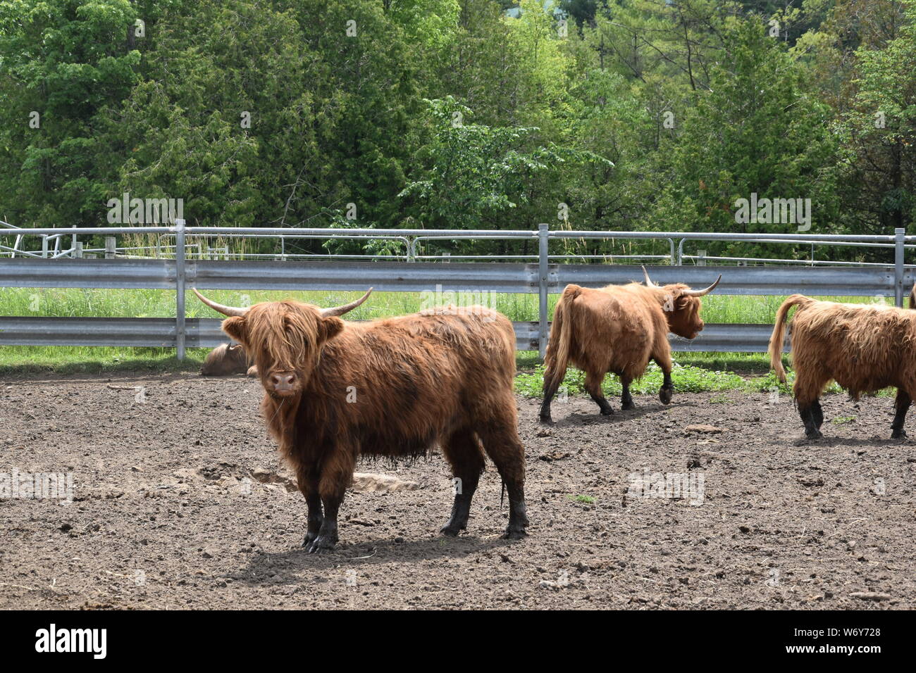 Farm Animals in the Summer Sun in Upstate, New York Stock Photo - Alamy