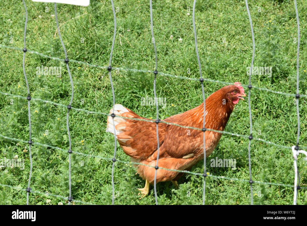 Farm Animals in the Summer Sun in Upstate, New York Stock Photo - Alamy