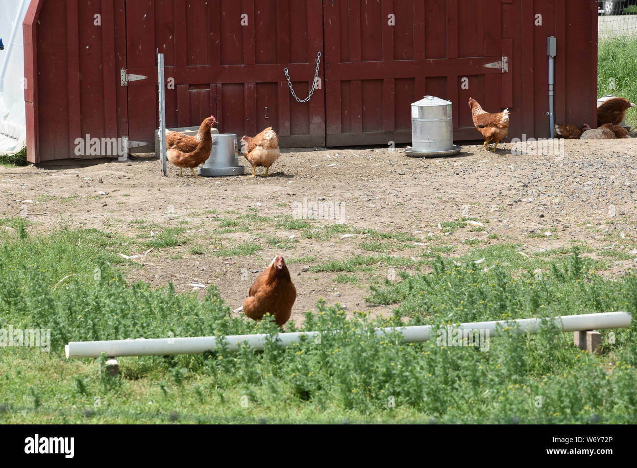Farm Animals in the Summer Sun in Upstate, New York Stock Photo - Alamy
